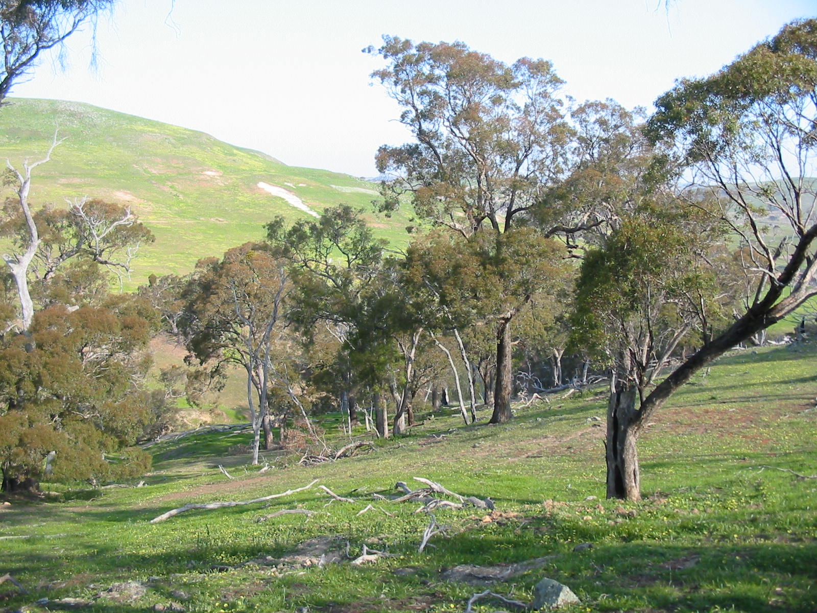 Grow West | Vegetation